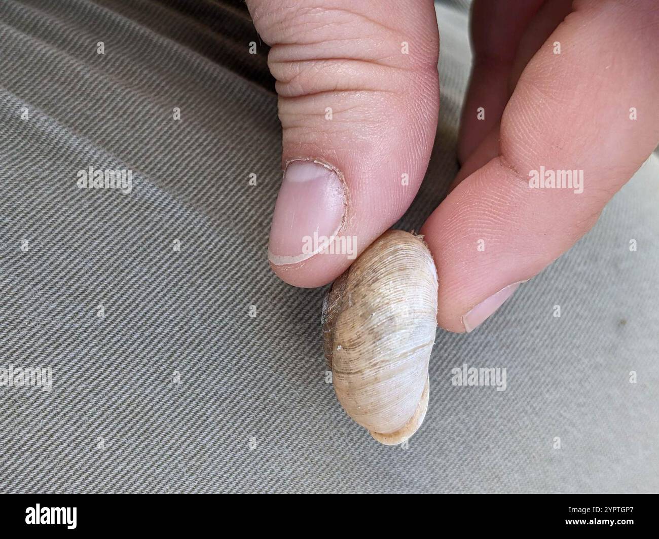 White-lip Globe Snail (Mesodon thyroidus Stock Photo - Alamy