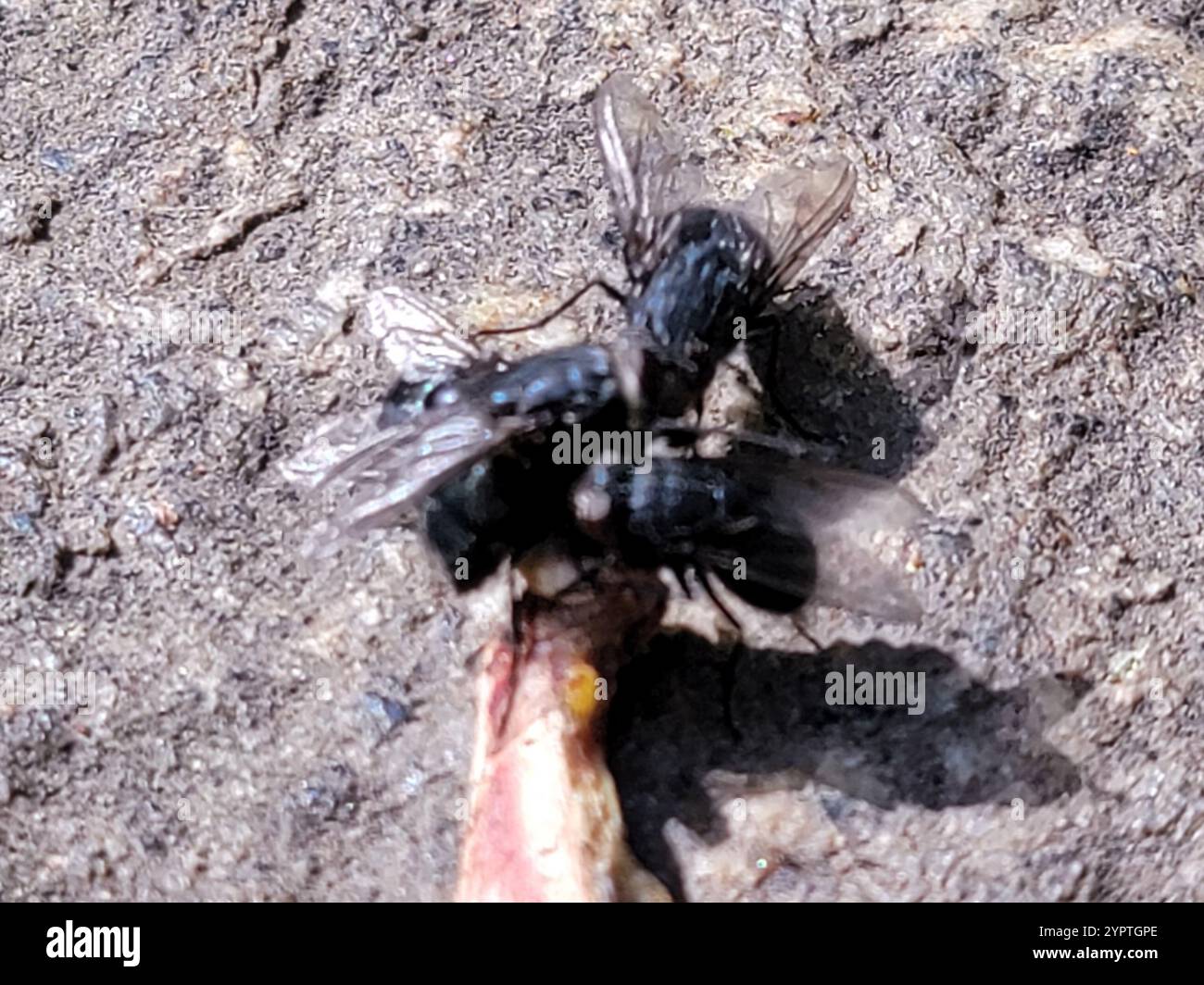 Blow Flies (Calliphoridae Stock Photo - Alamy