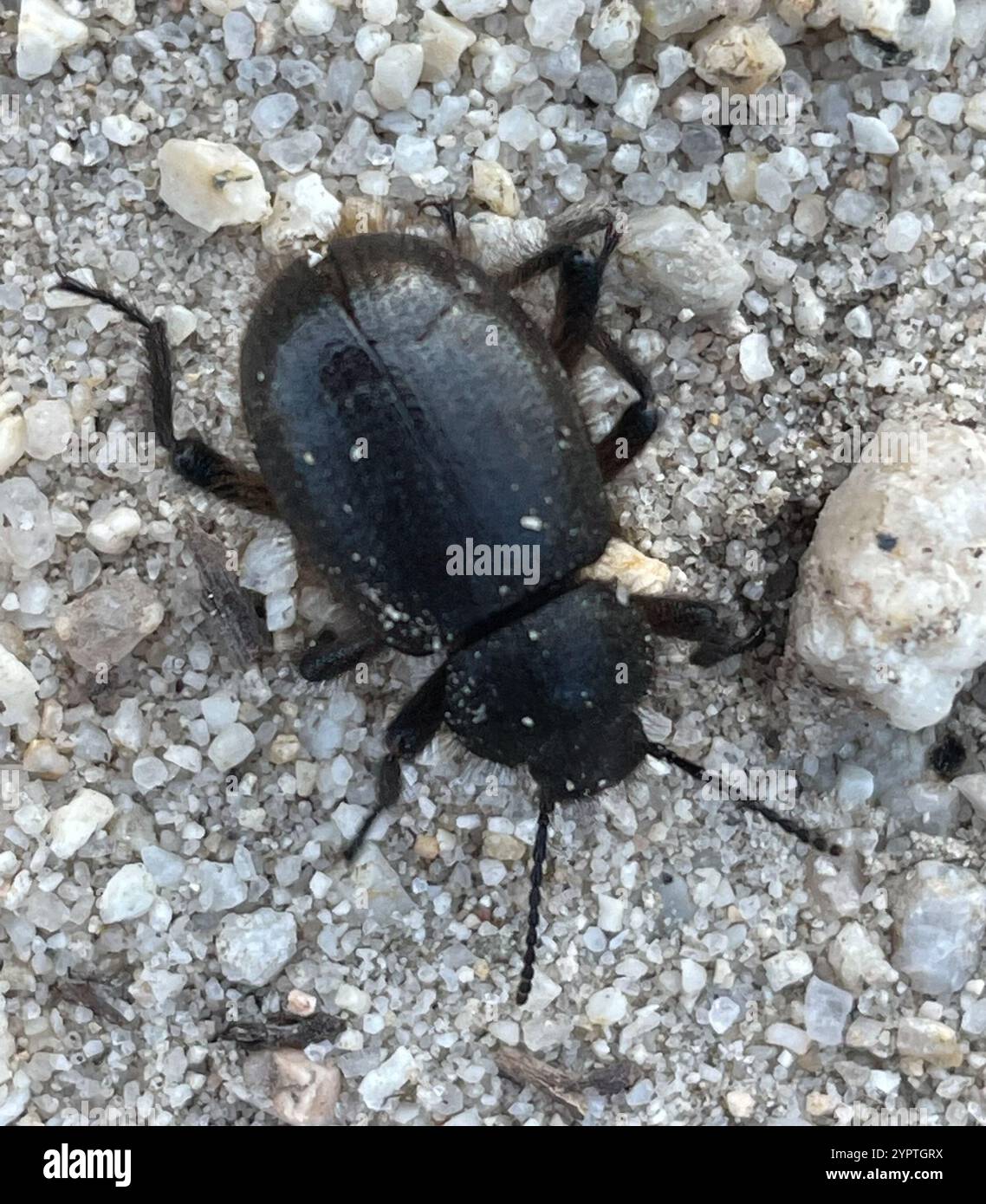 Woolly Darkling Beetle (Eleodes osculans Stock Photo - Alamy