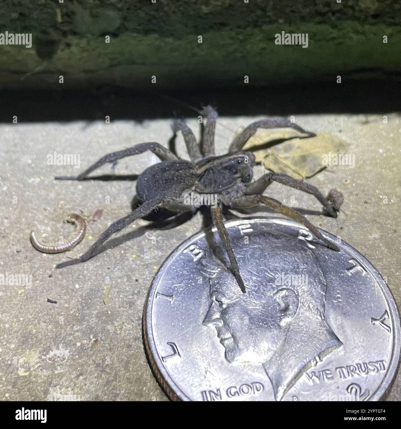 Wetland Giant Wolf Spider (Tigrosa helluo Stock Photo - Alamy