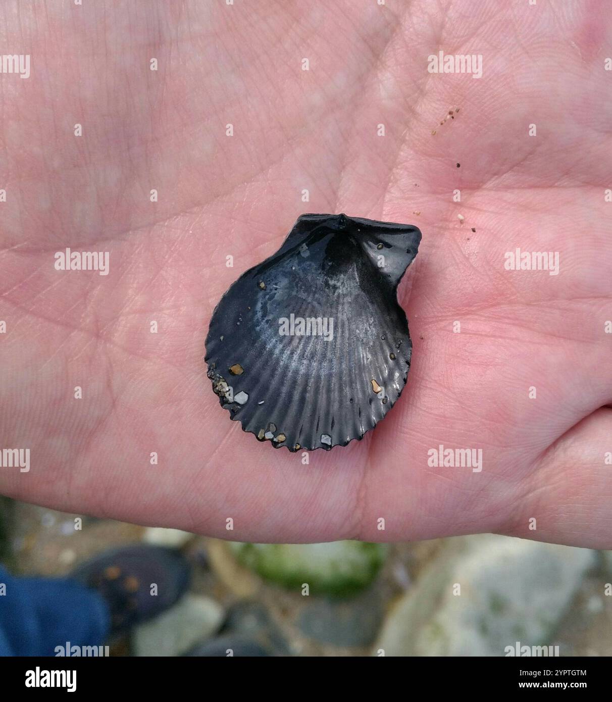Variegated Scallop (Mimachlamys varia Stock Photo - Alamy