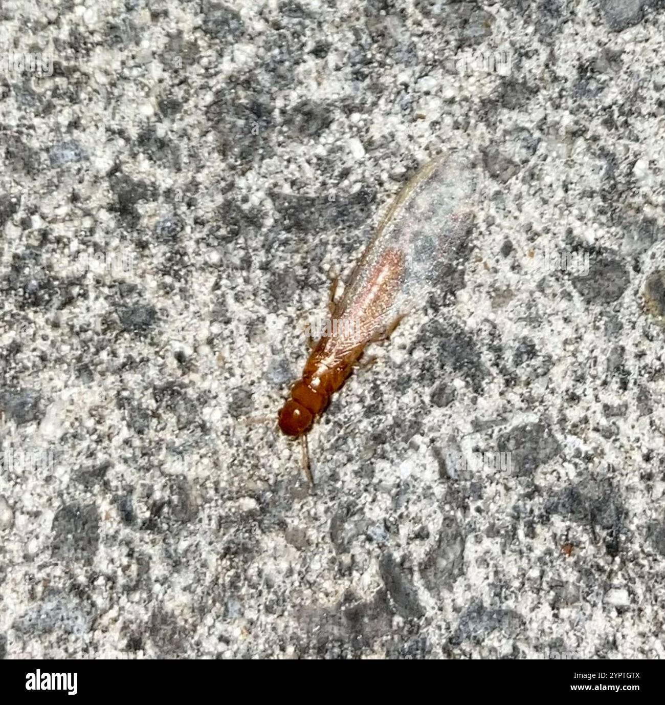 Southeastern Drywood Termite (Incisitermes snyderi Stock Photo - Alamy