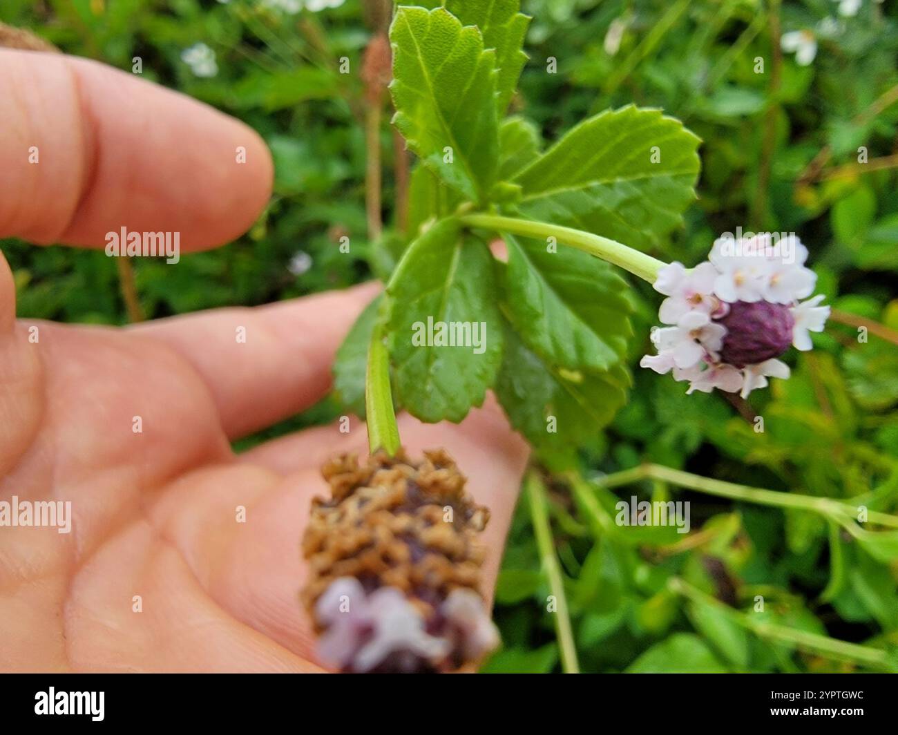 turkey tangle frogfruit (Phyla nodiflora Stock Photo - Alamy