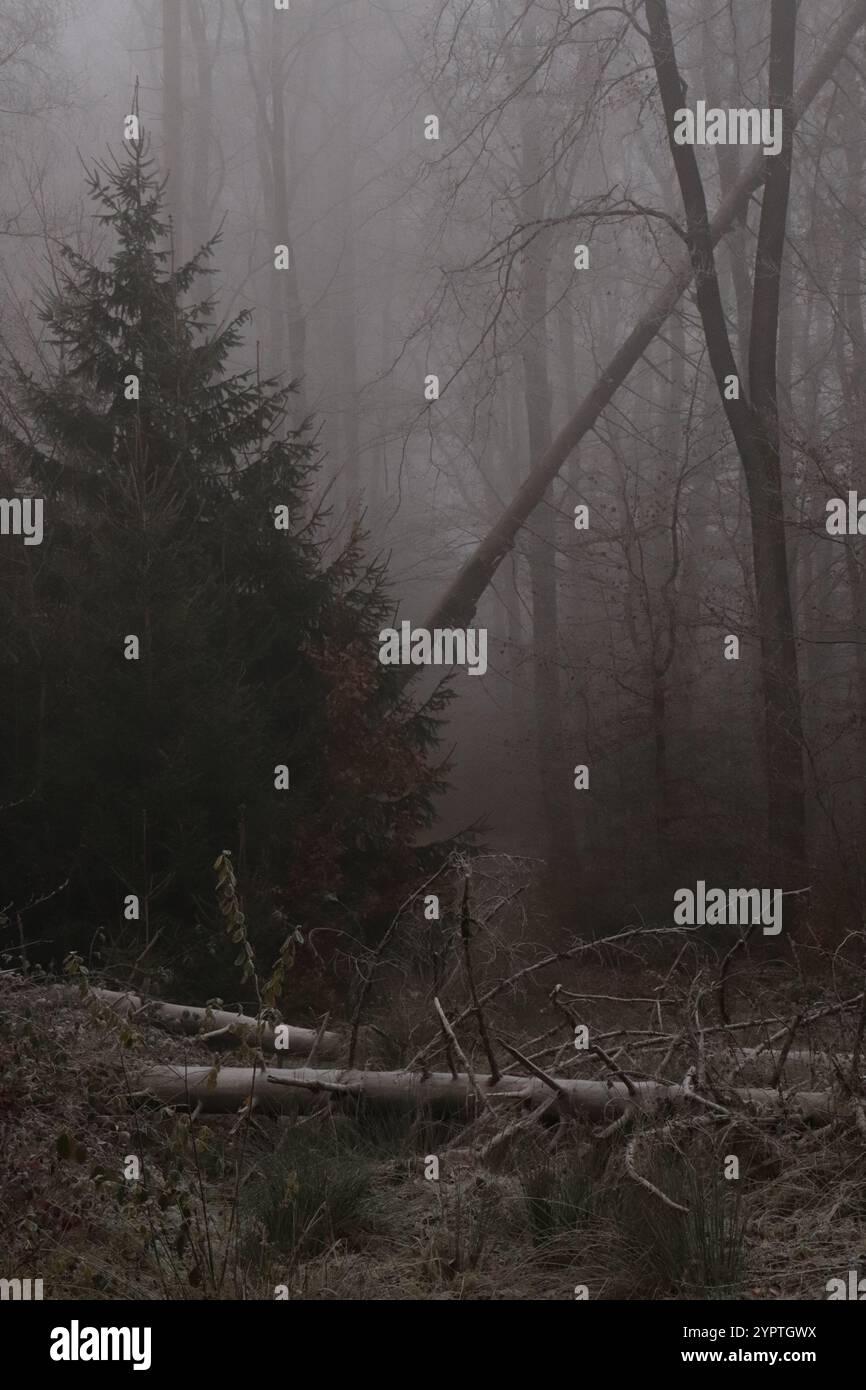 Nebelimpression hi-res stock photography and images - Alamy