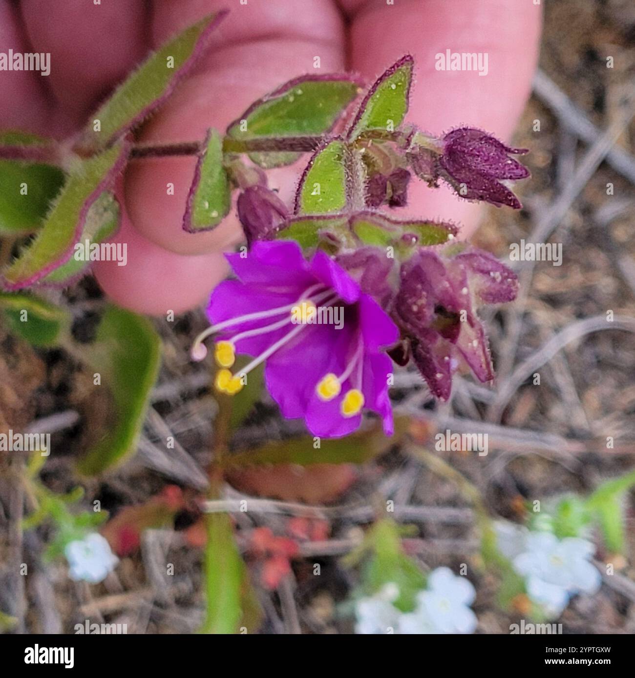 Wishbone Bush (Mirabilis laevis Stock Photo - Alamy