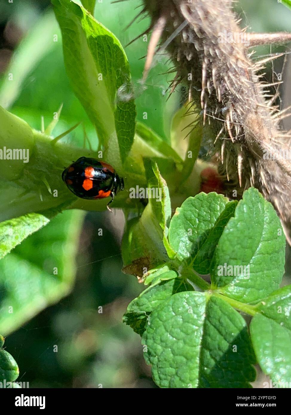 Two-spotted Lady Beetle (Adalia bipunctata Stock Photo - Alamy