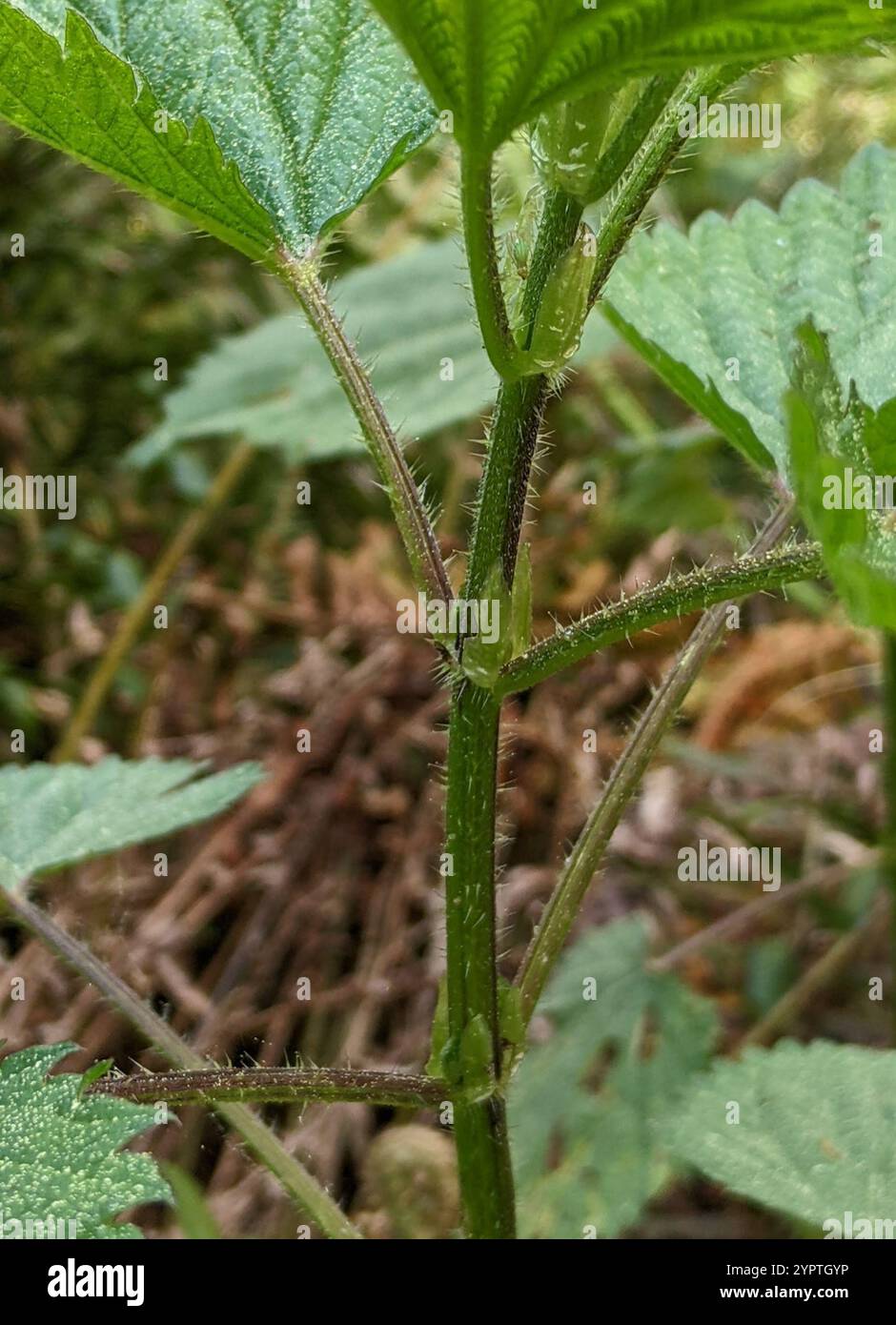 nettle family (Urticaceae Stock Photo - Alamy