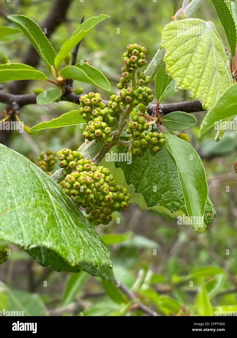 Vitis mustangensis hi-res stock photography and images - Alamy