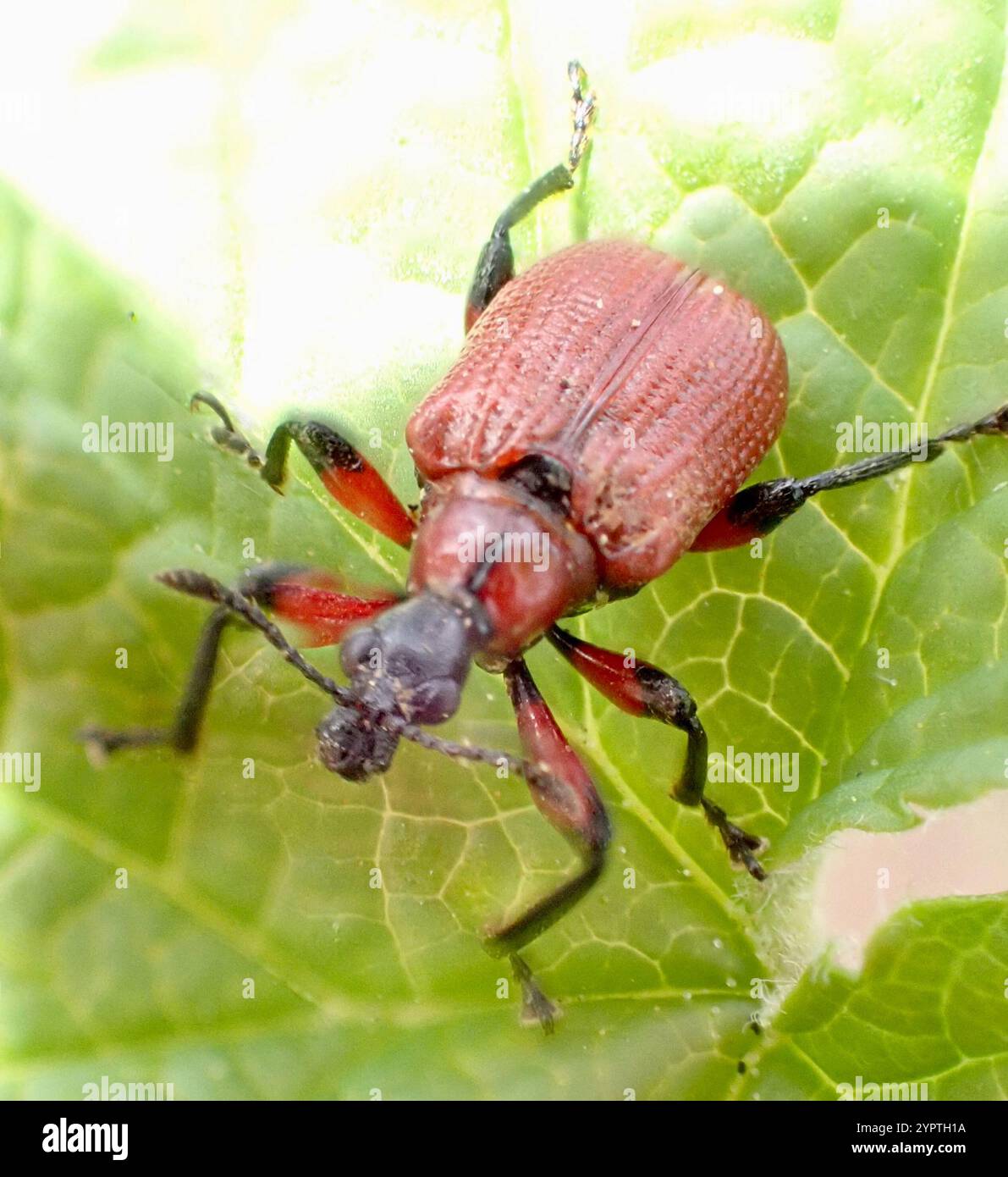 Hazel leaf-roller weevil (Apoderus coryli Stock Photo - Alamy