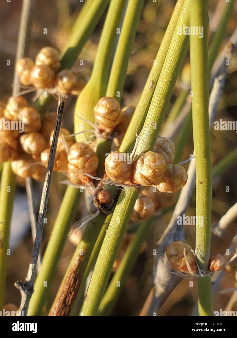 Ephedra trifurca hi-res stock photography and images - Alamy