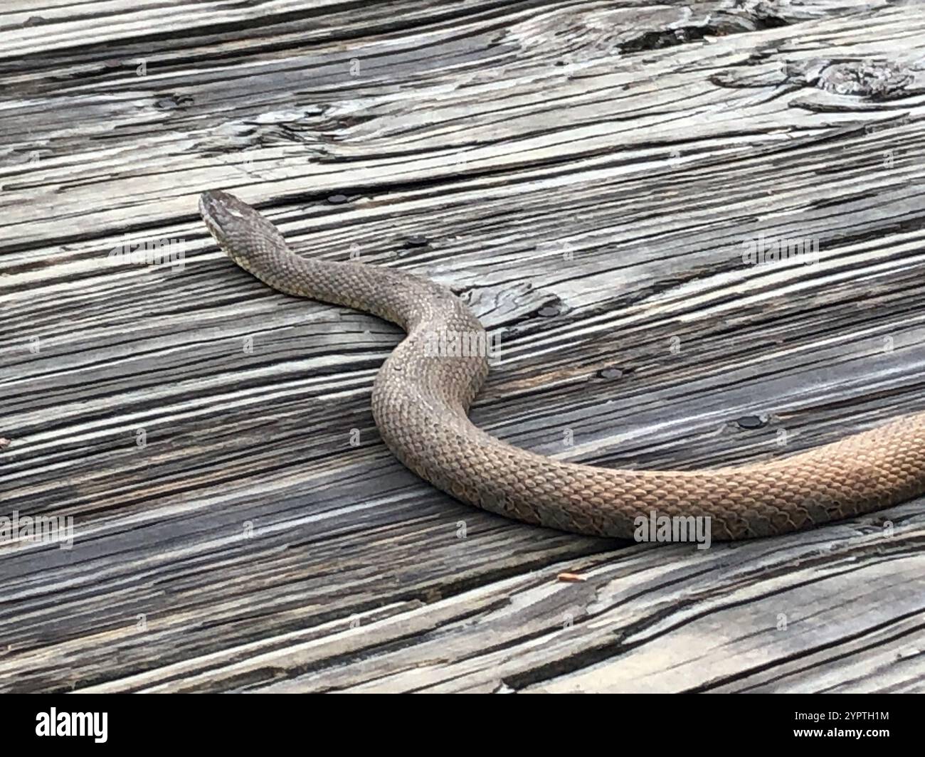 Northern Watersnake (Nerodia sipedon sipedon Stock Photo - Alamy