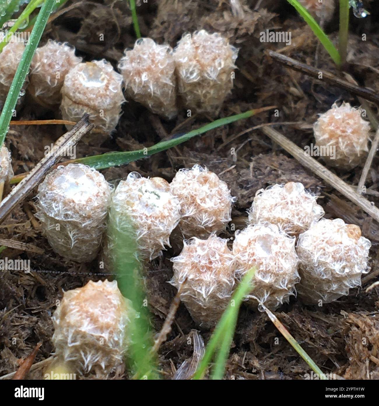 dung-loving bird's nest fungus (Cyathus stercoreus Stock Photo - Alamy