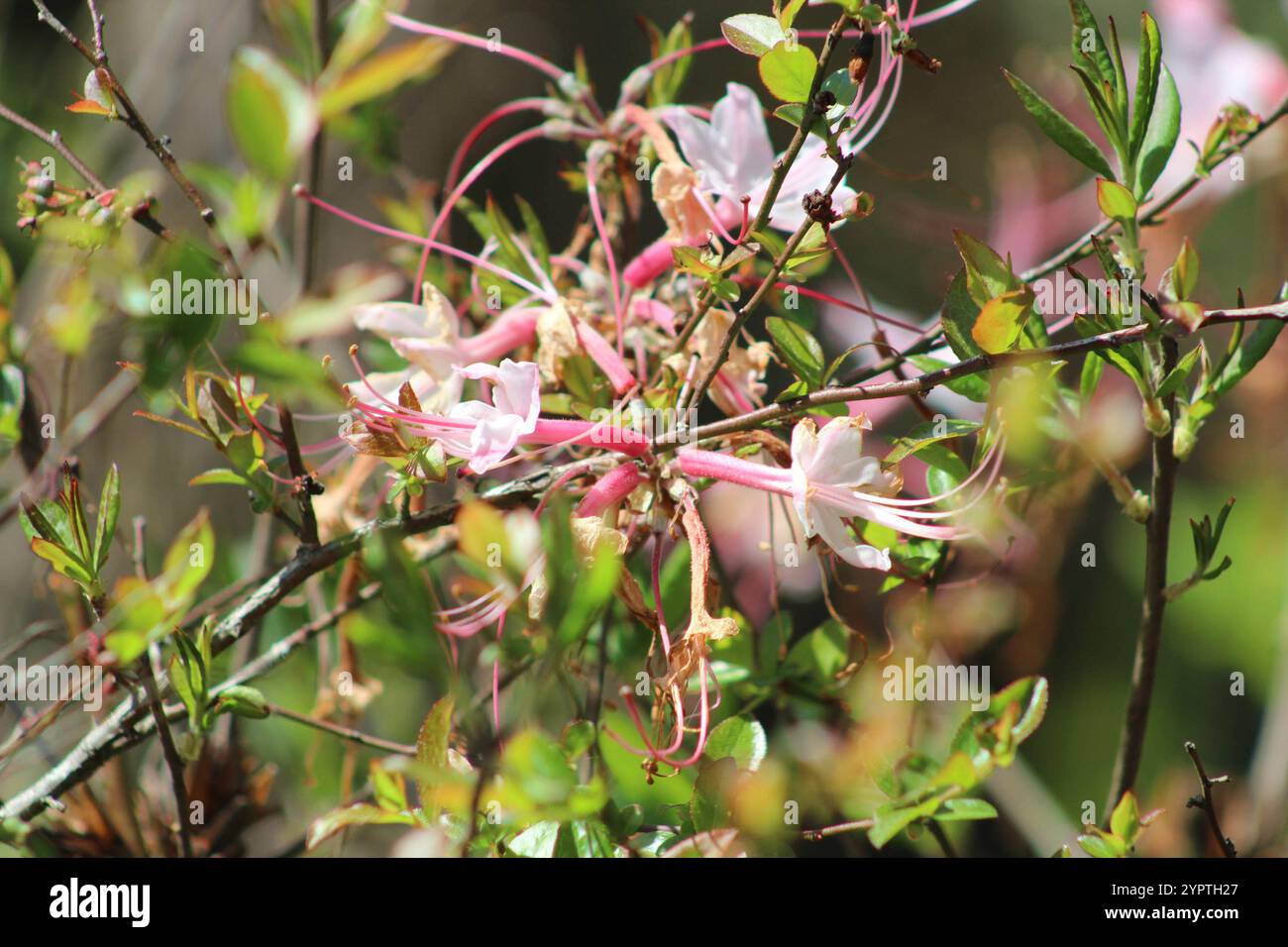 Mountain Azalea (Rhododendron canescens Stock Photo - Alamy