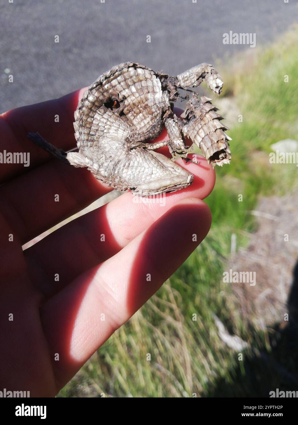 Cape Girdled Lizard (Cordylus cordylus Stock Photo - Alamy