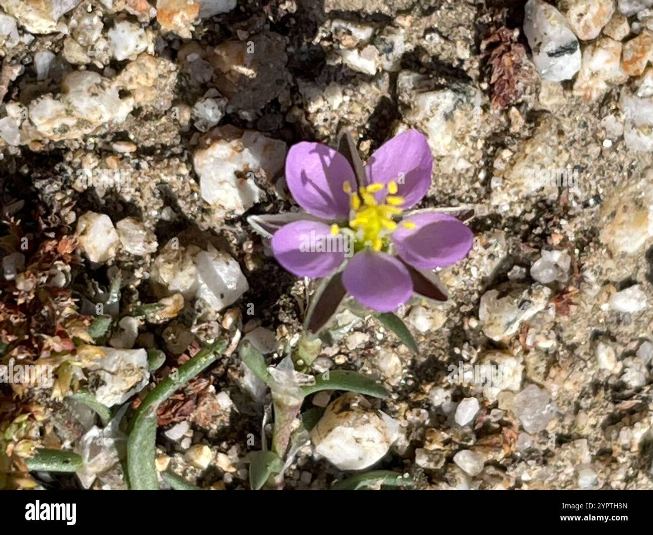 Red Sand Spurrey (Spergularia rubra Stock Photo - Alamy