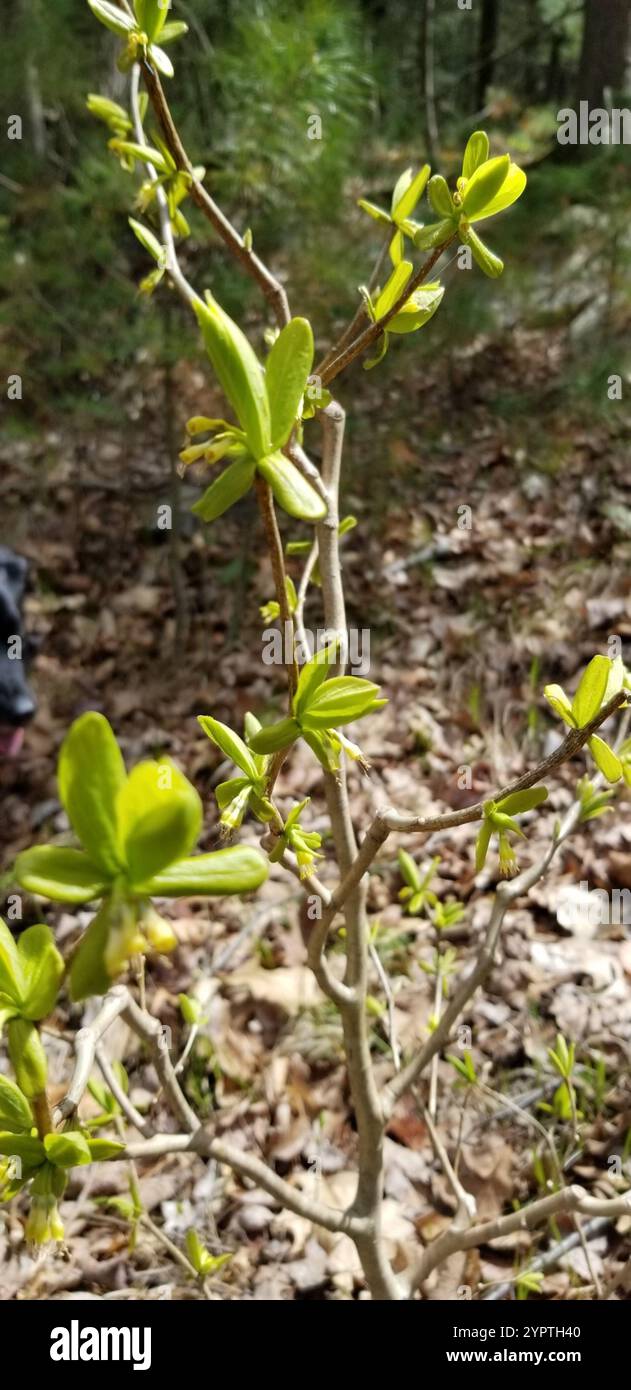 eastern leatherwood (Dirca palustris Stock Photo - Alamy