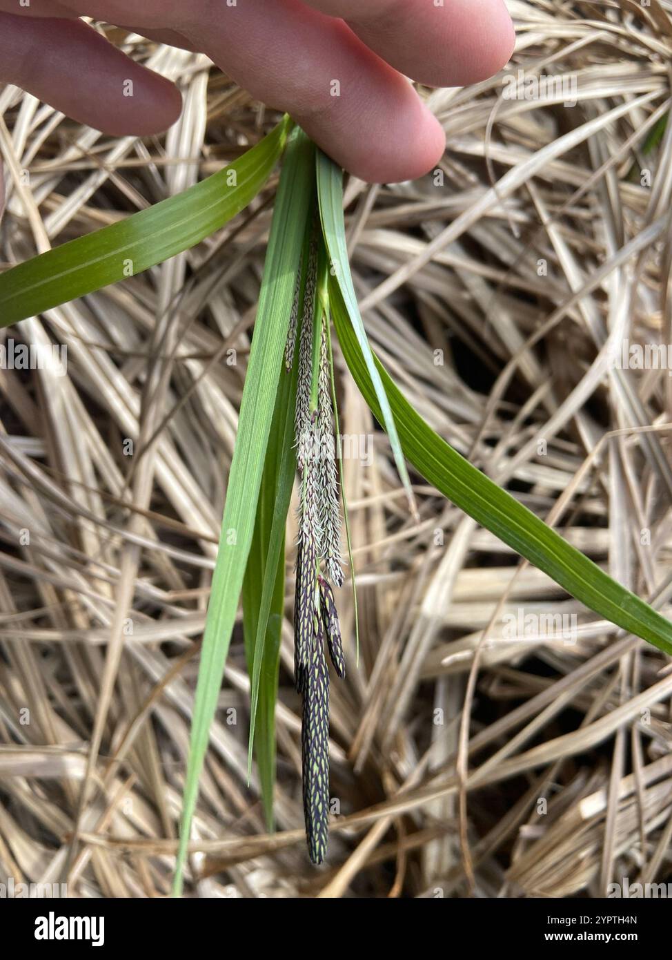 Slender tufted sedge hi-res stock photography and images - Alamy