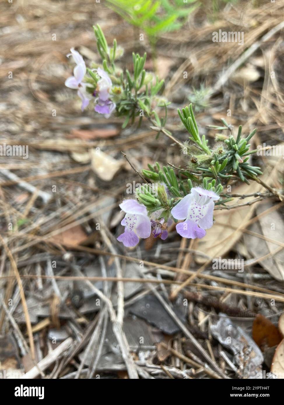 Conradina canescens hi-res stock photography and images - Alamy