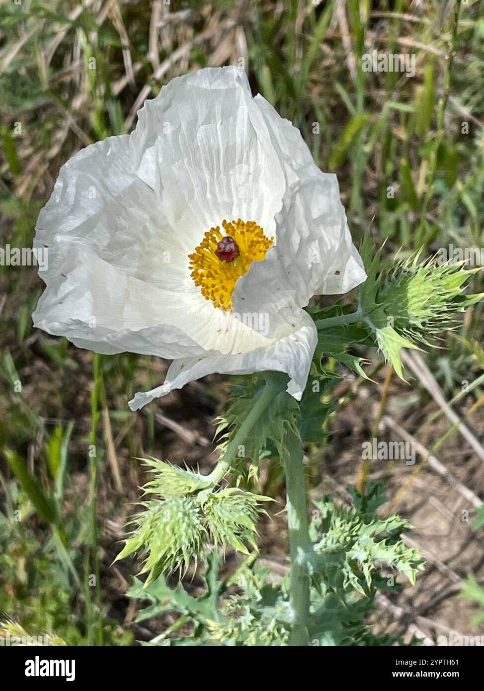 white prickly poppy (Argemone albiflora Stock Photo - Alamy
