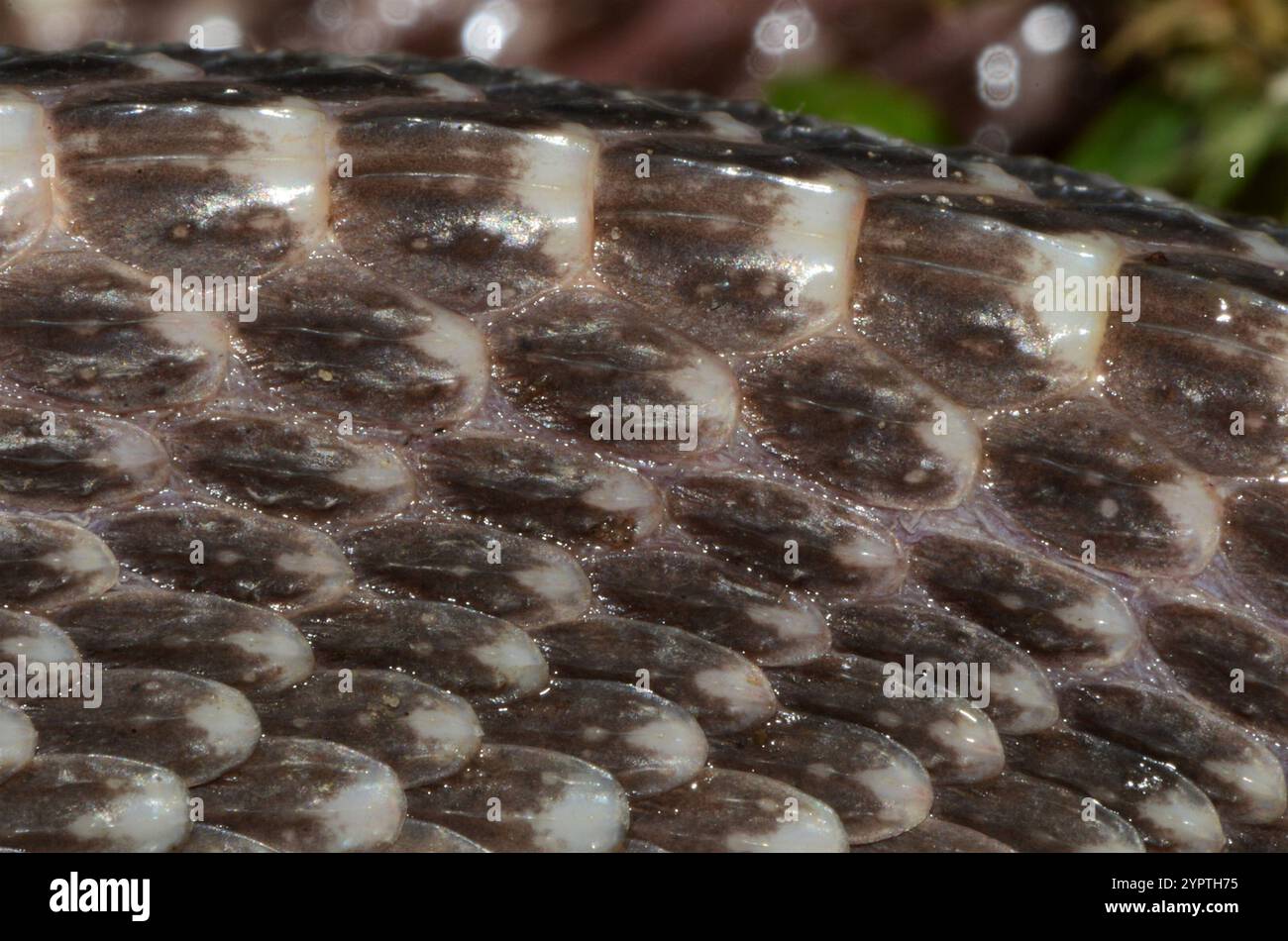 Unicolor File Snake (Limaformosa chanleri Stock Photo - Alamy