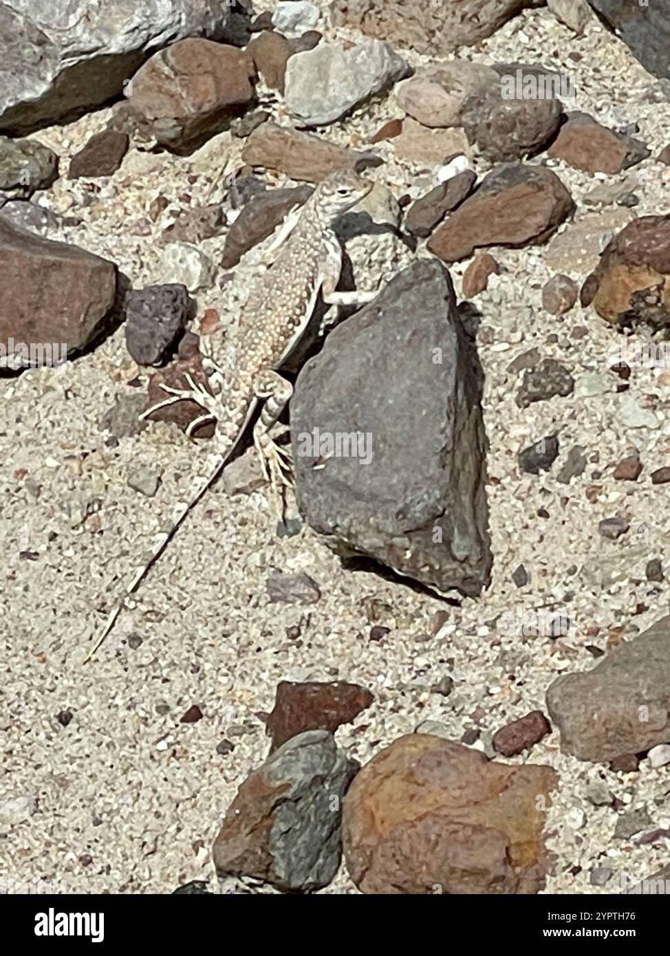 Zebra-tailed Lizard (Callisaurus draconoides Stock Photo - Alamy