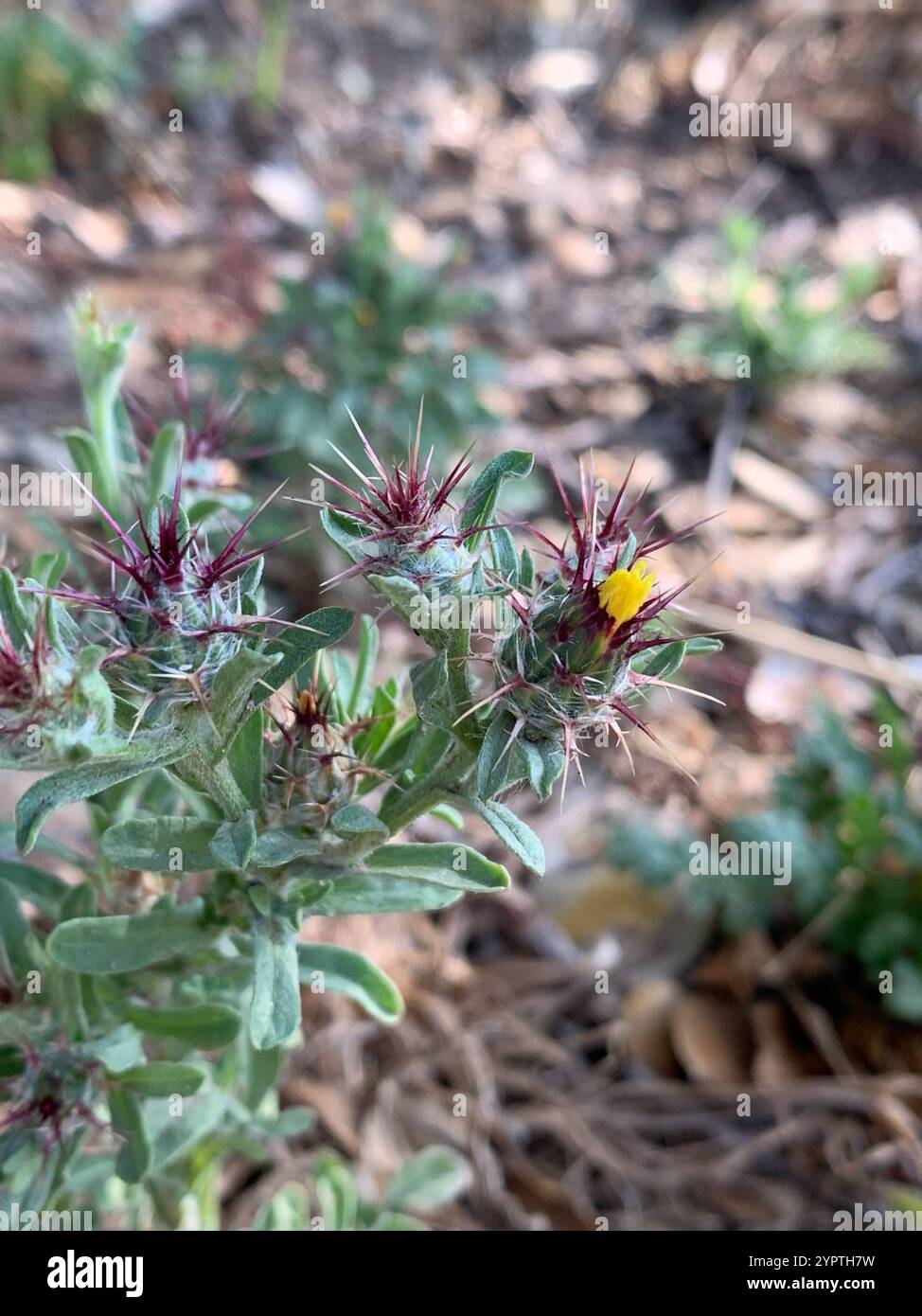 Maltese star-thistle (Centaurea melitensis Stock Photo - Alamy