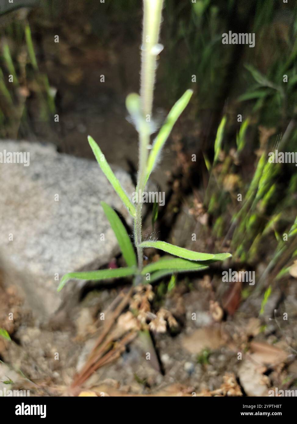 Common Madia (Madia elegans Stock Photo - Alamy