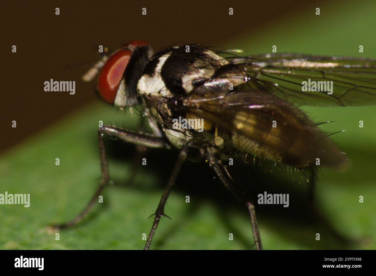 Root-maggot Flies (Anthomyiidae Stock Photo - Alamy