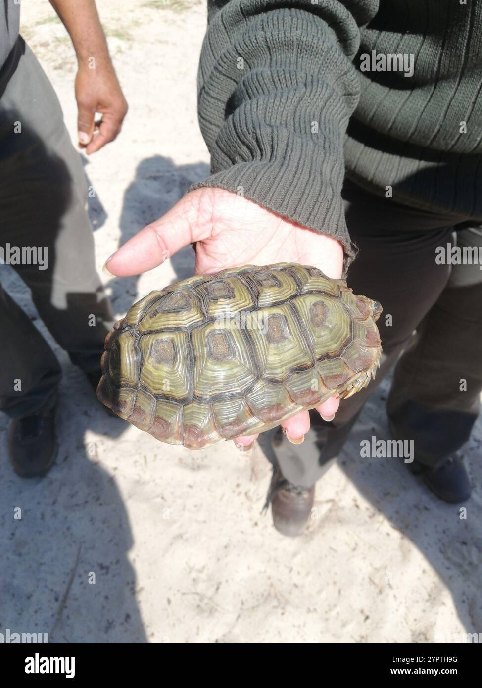 Parrot-beaked Tortoise (Homopus areolatus Stock Photo - Alamy