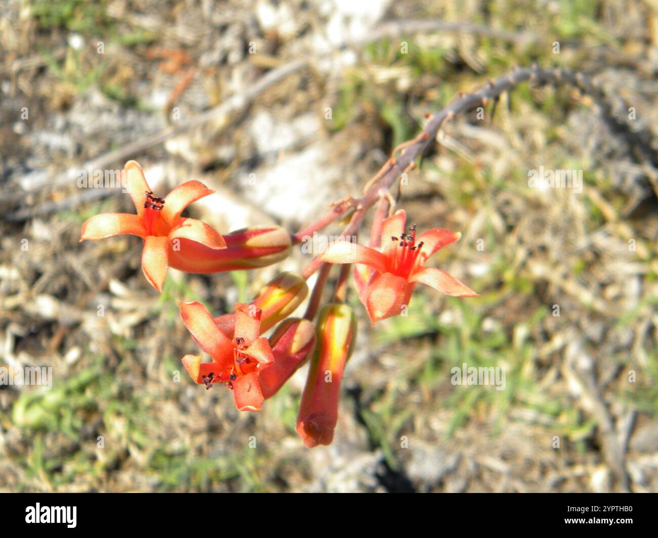 Grand Butterbush (Tylecodon grandiflorus Stock Photo - Alamy