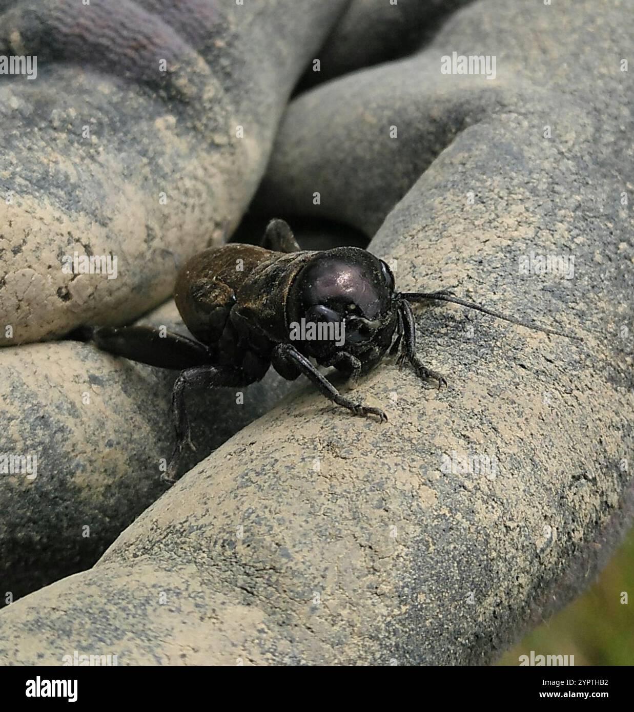 European Field Cricket (Gryllus campestris Stock Photo - Alamy