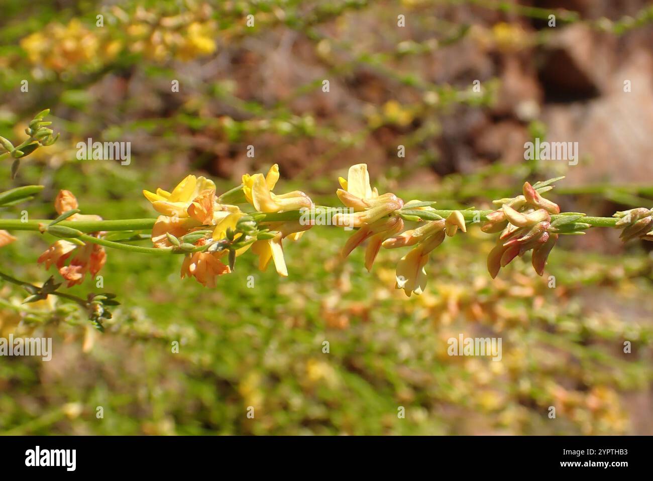 deerweed (Acmispon glaber Stock Photo - Alamy