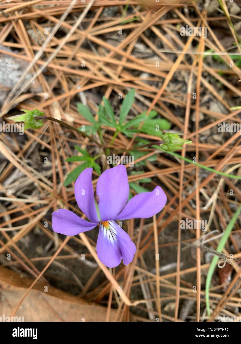 bird's foot violet (Viola pedata Stock Photo - Alamy