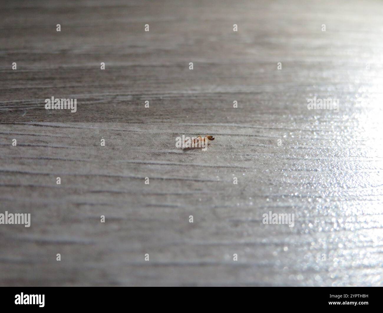 Acorn Ants and Allies (Temnothorax Stock Photo - Alamy