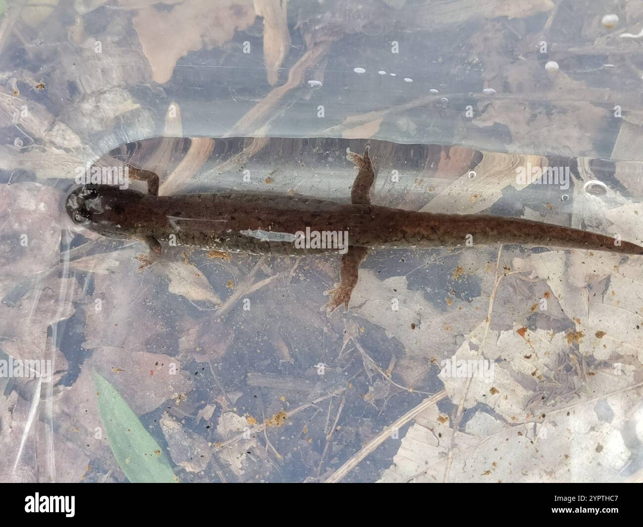 Northern Dusky Salamander (Desmognathus fuscus Stock Photo - Alamy