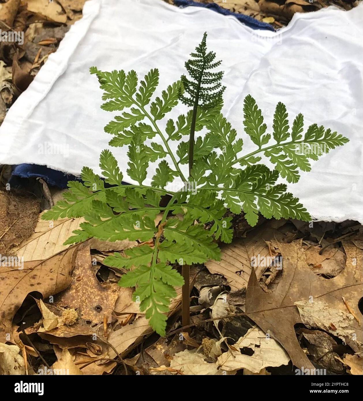 rattlesnake fern (Botrypus virginianus Stock Photo - Alamy