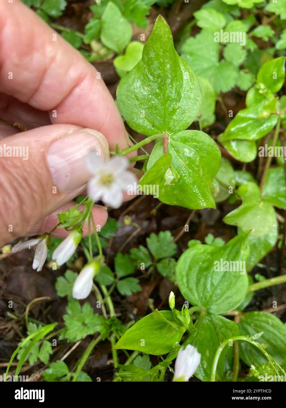 Candy Flower (Claytonia sibirica Stock Photo - Alamy