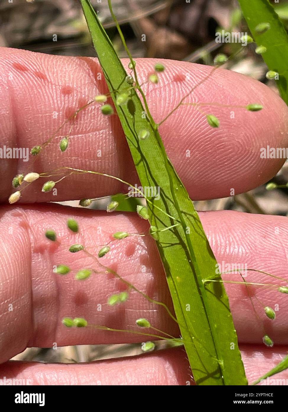 open-flower witchgrass (Dichanthelium laxiflorum Stock Photo - Alamy