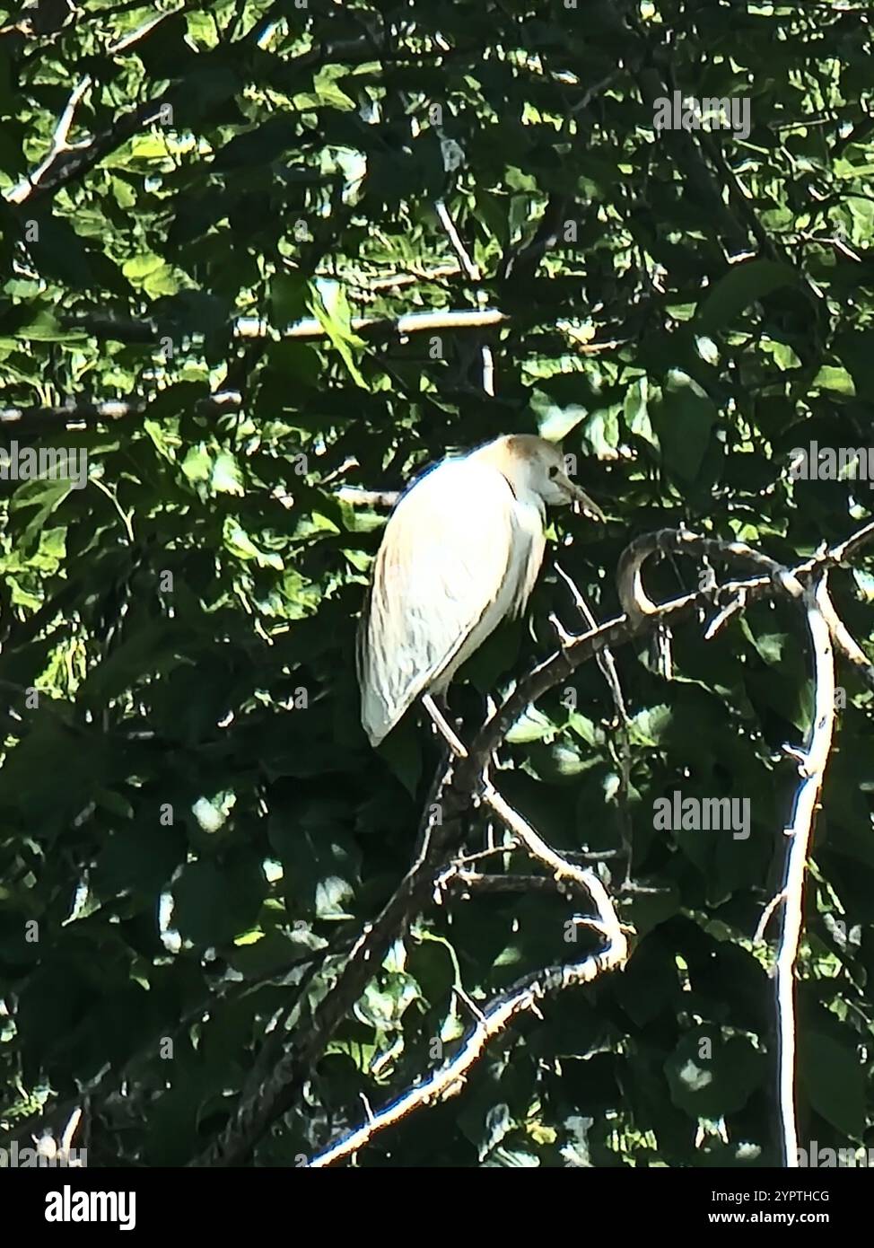 Western Cattle-Egret (Ardea ibis Stock Photo - Alamy