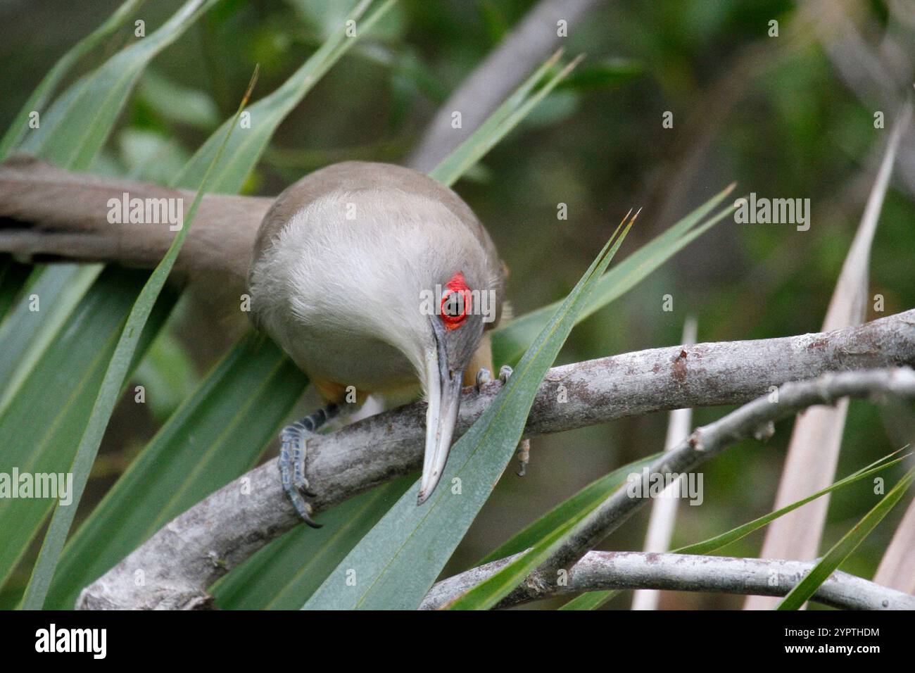 Great Lizard-Cuckoo (Coccyzus merlini Stock Photo - Alamy