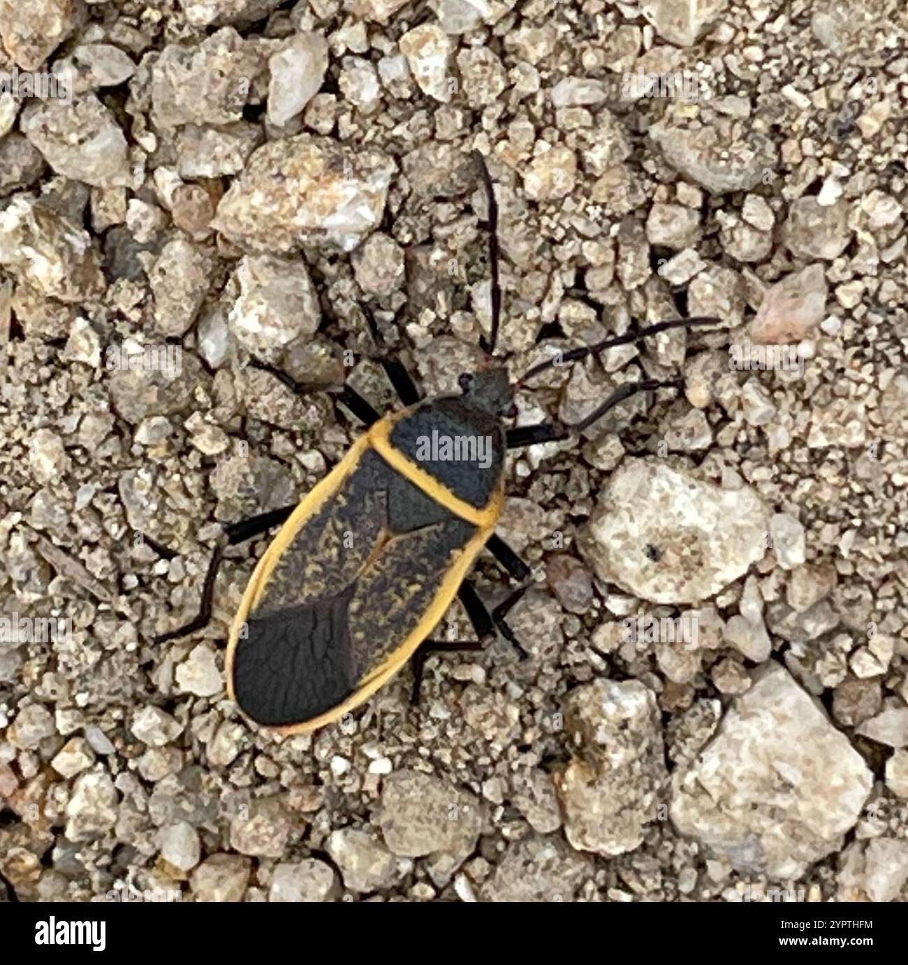 California Bordered Plant Bug (Largus californicus Stock Photo - Alamy