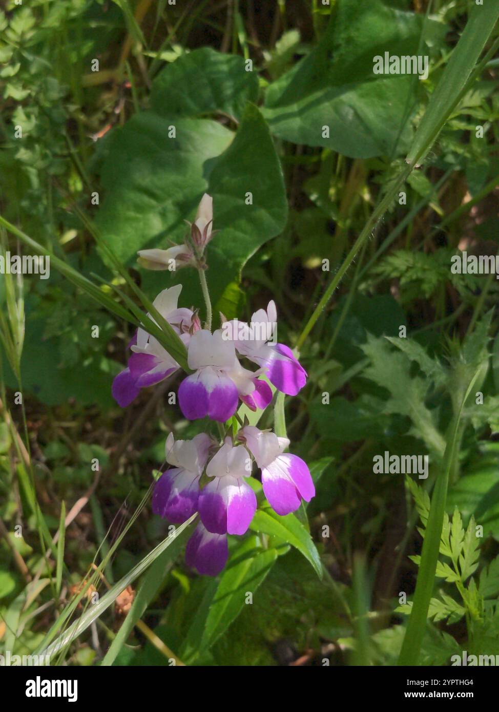 Purple Chinese Houses (Collinsia heterophylla Stock Photo - Alamy