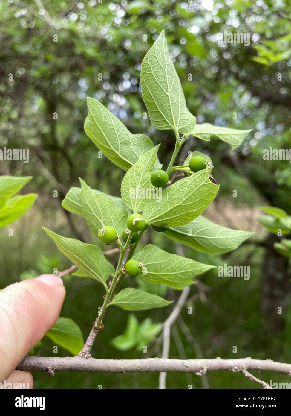 netleaf hackberry (Celtis reticulata Stock Photo - Alamy