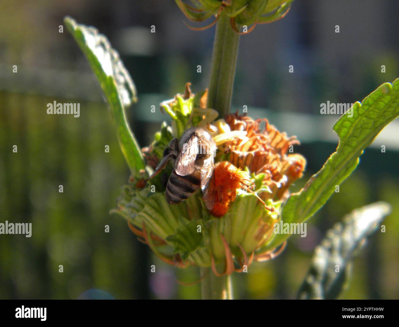 Cape Honey Bee (Apis mellifera capensis Stock Photo - Alamy