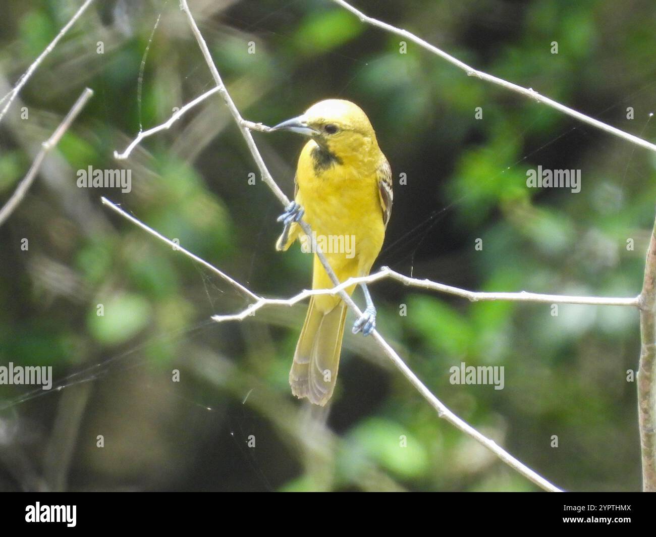 Orchard Oriole (Icterus spurius Stock Photo - Alamy