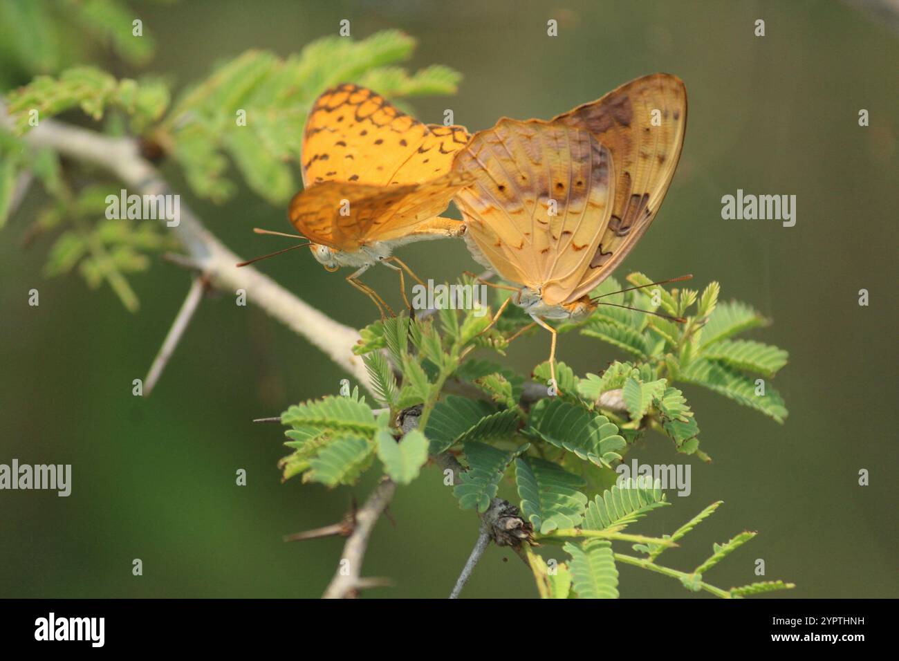 Common Leopard (Phalanta phalantha Stock Photo - Alamy