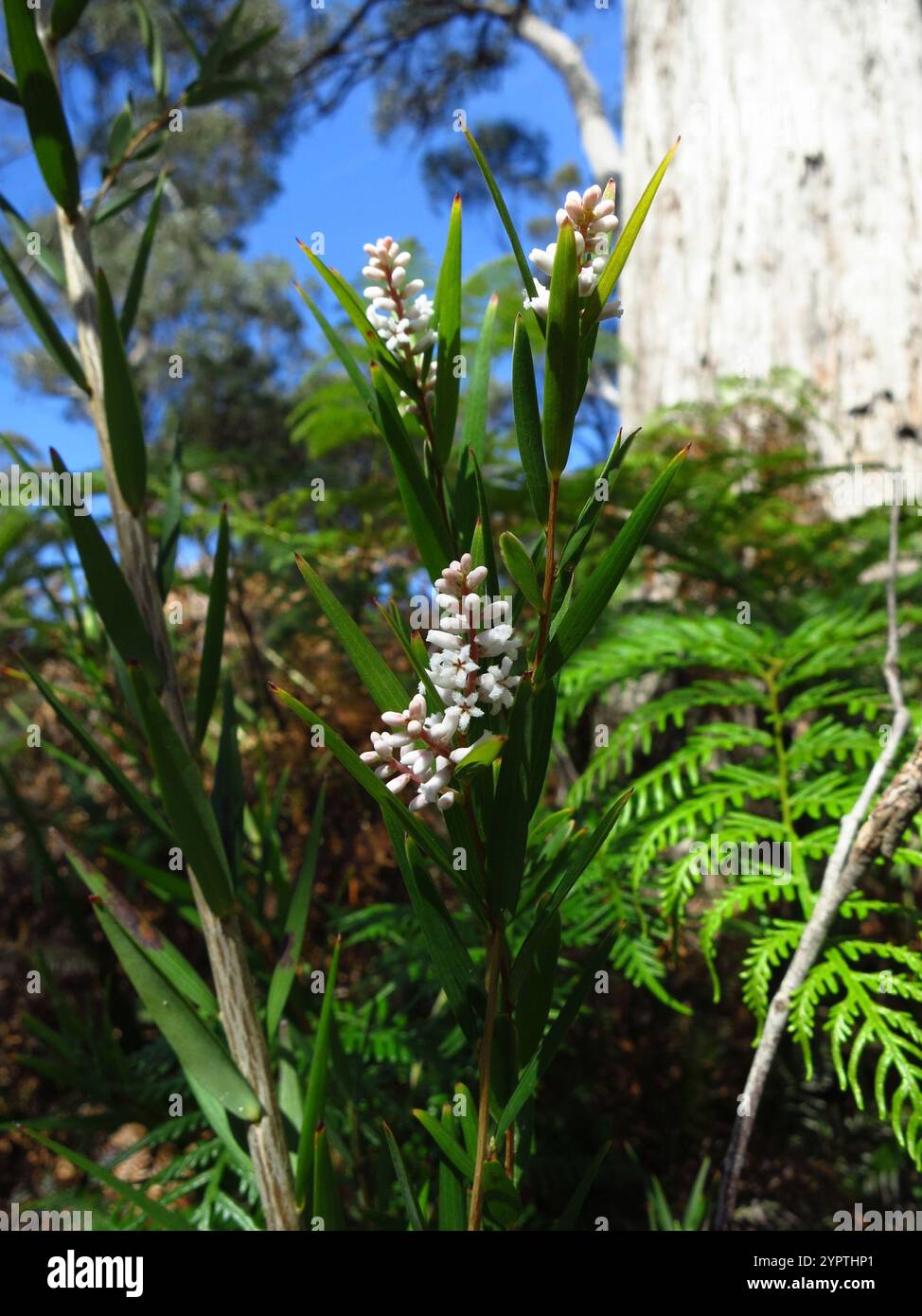 Spike Beard-heath (Leucopogon australis Stock Photo - Alamy