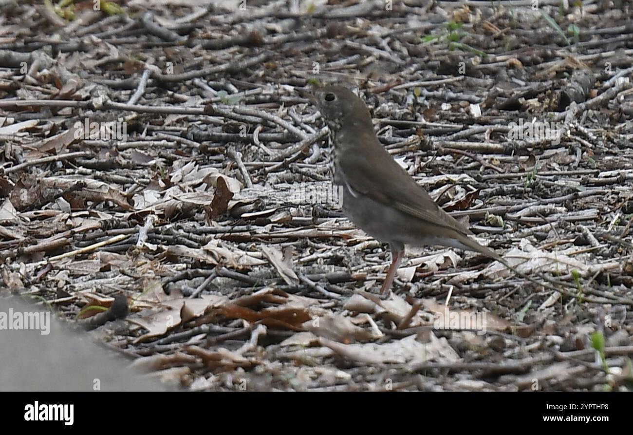 Gray cheeked thrush catharus minimus hi-res stock photography and ...