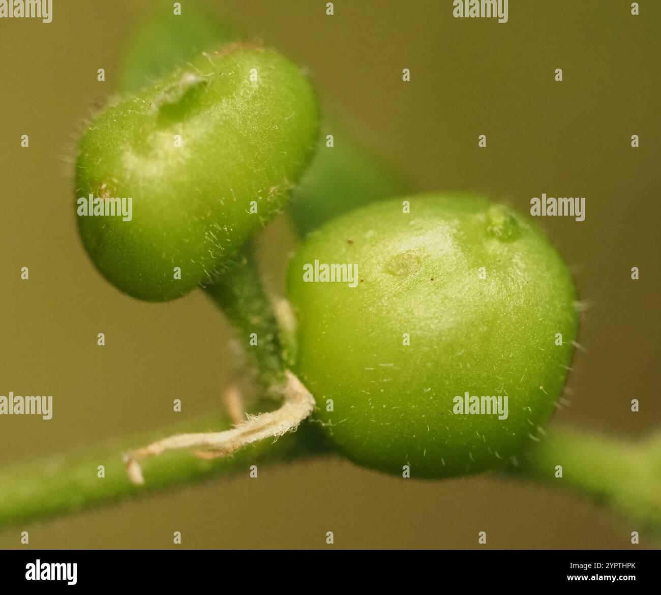 Hackberry Aggregate Gall Midge (Celticecis connata Stock Photo - Alamy