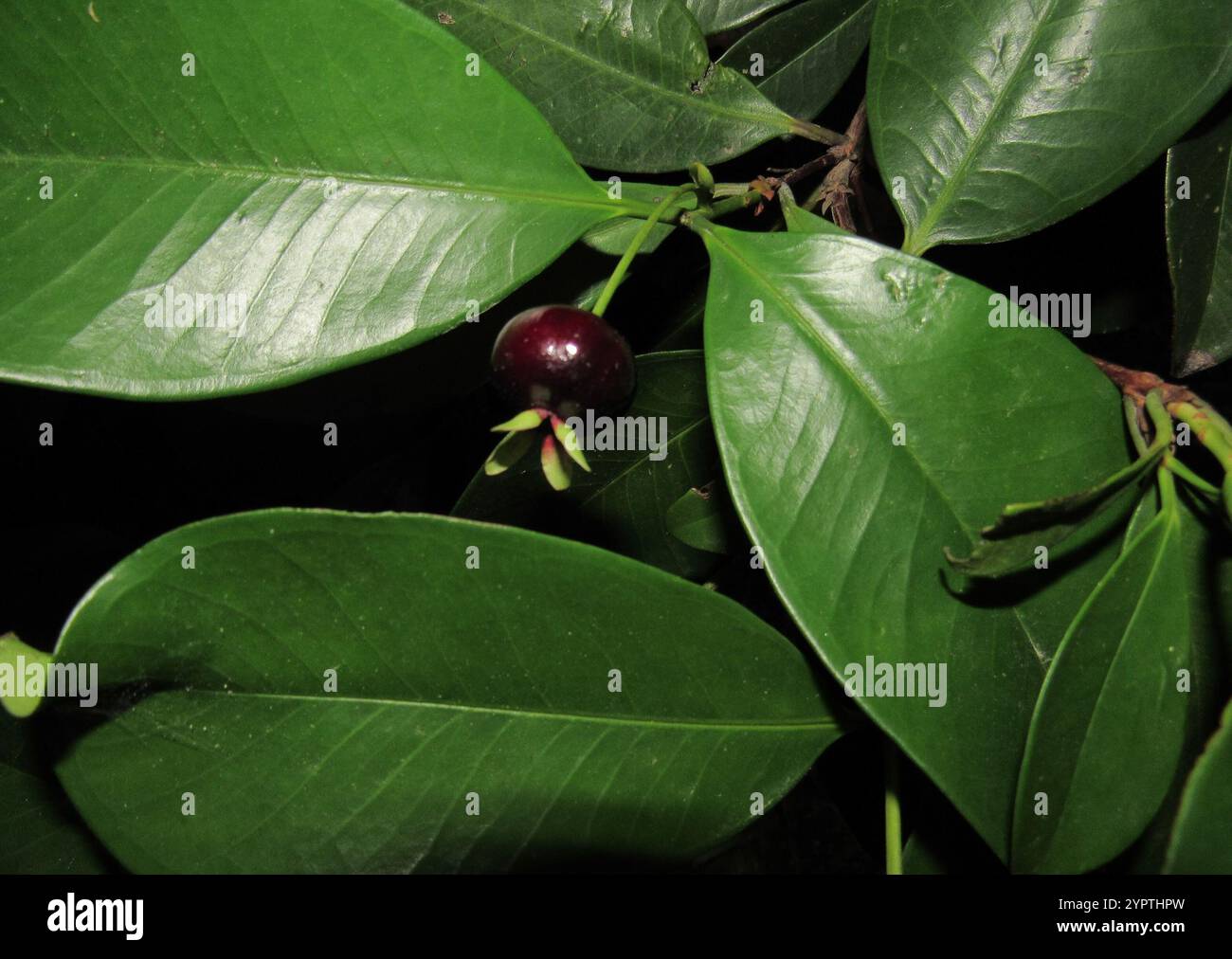 Grumichama (Eugenia brasiliensis Stock Photo - Alamy